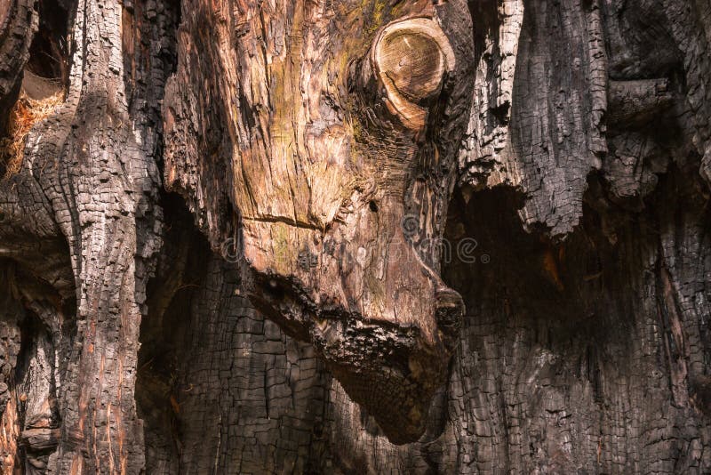 Close-up of charred wood stock image. Image of background - 148280761