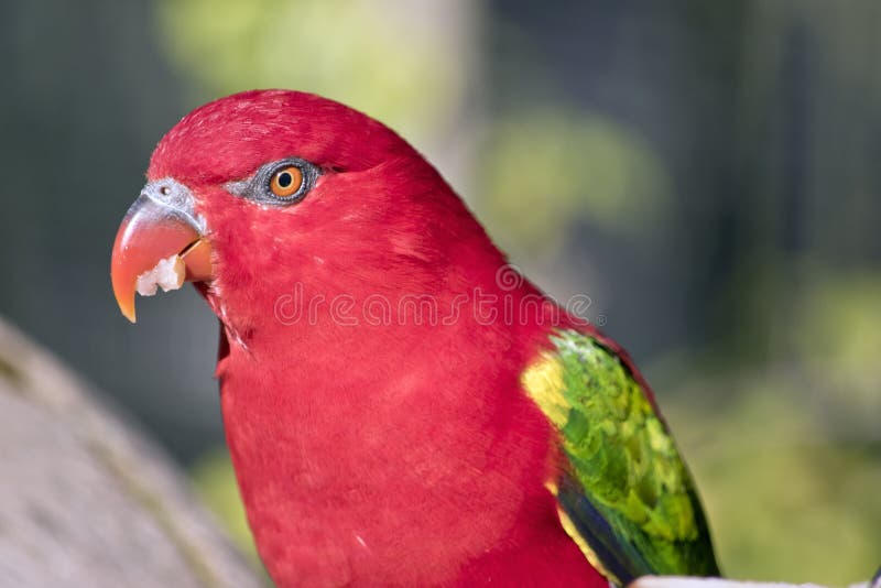 Chattering lory stock photo. Image of lorikeet, bird - 100116016