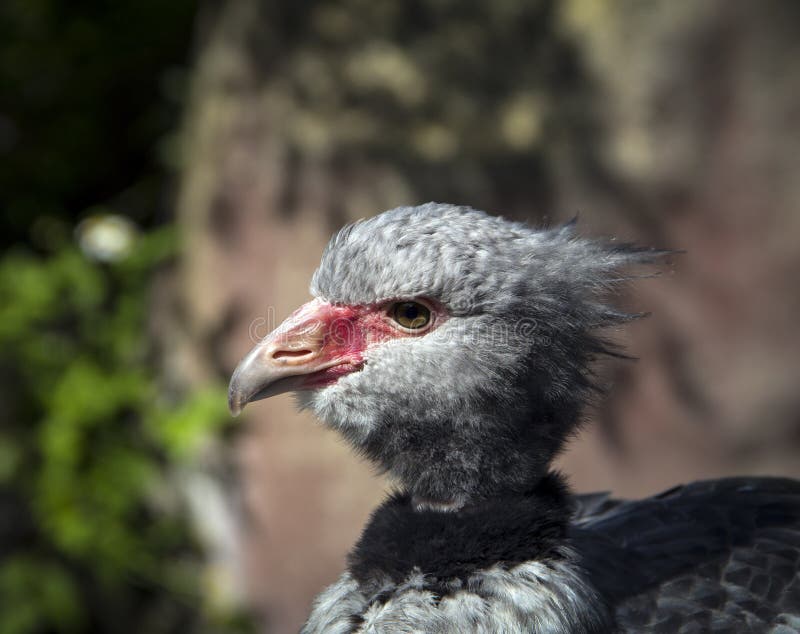 Close Up of a Chauna Torquata Stock Image - Image of crested, fauna ...
