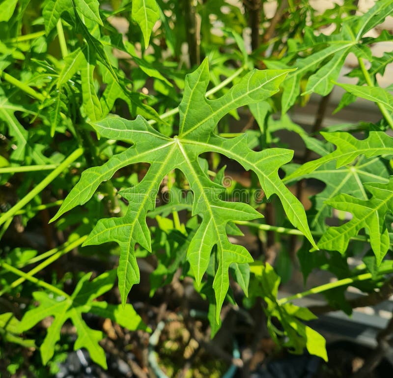 A Close-up of a Chaya Leaf or Known As a Spinach Tree Stock Image ...