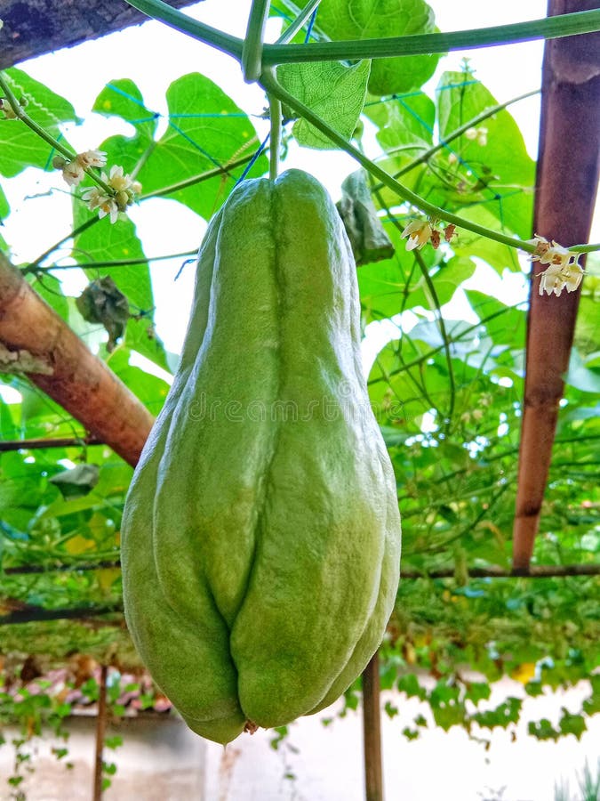Close Up of Chayote an Very Green Stock Photo - Image of plant, close ...
