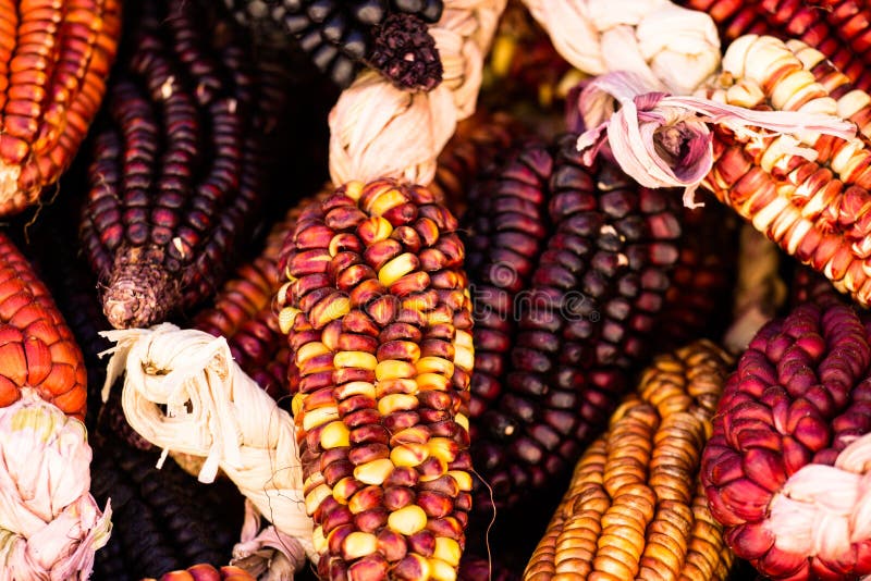 A Close Up or Cheerful and Colorful Dried Indian Corn Stock Photo ...