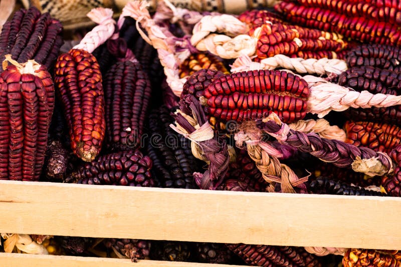 A Close Up or Cheerful and Colorful Dried Indian Corn Stock Image ...