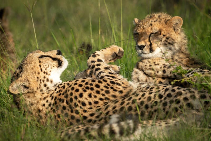 Cheetah on it s Back stock photo. Image of eyes, mammal - 35002122