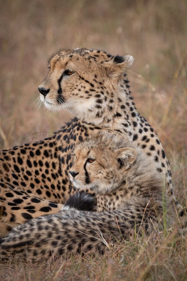 Close-up of Cheetah and Cub Looking Back Stock Image - Image of ...