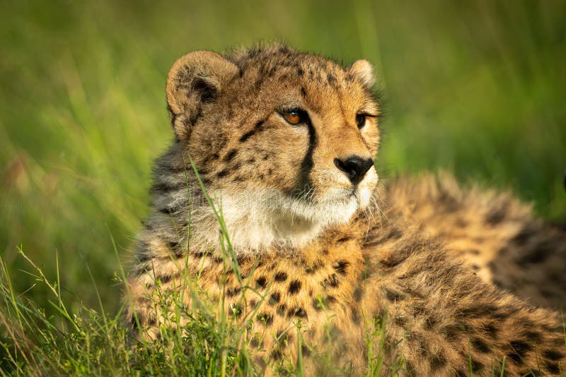 102 Cheetah Turning Around Stock Photos - Free & Royalty-Free Stock ...