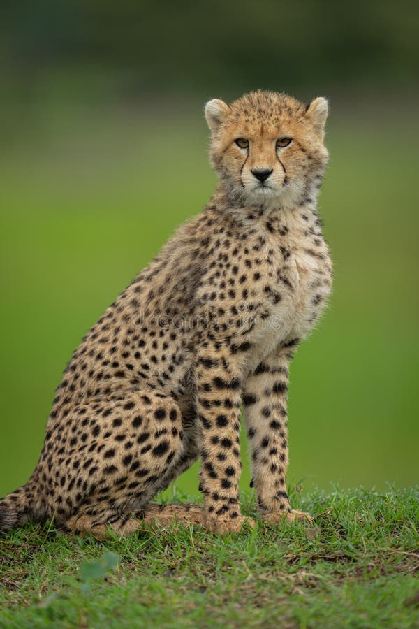 Close-up of Cheetah Cub Sitting on Bank Stock Image - Image of daylight ...