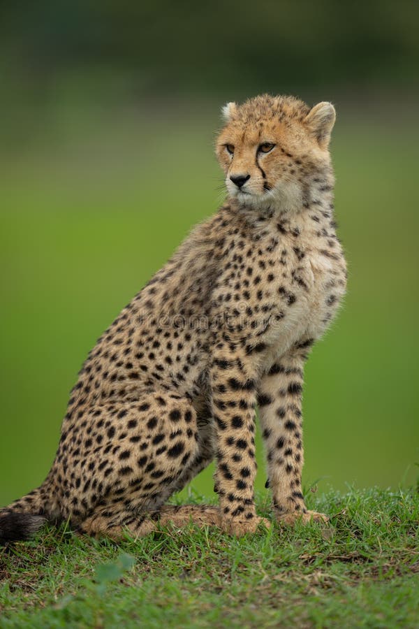Close-up of Cheetah Cub Sitting Turning Round Stock Image - Image of ...