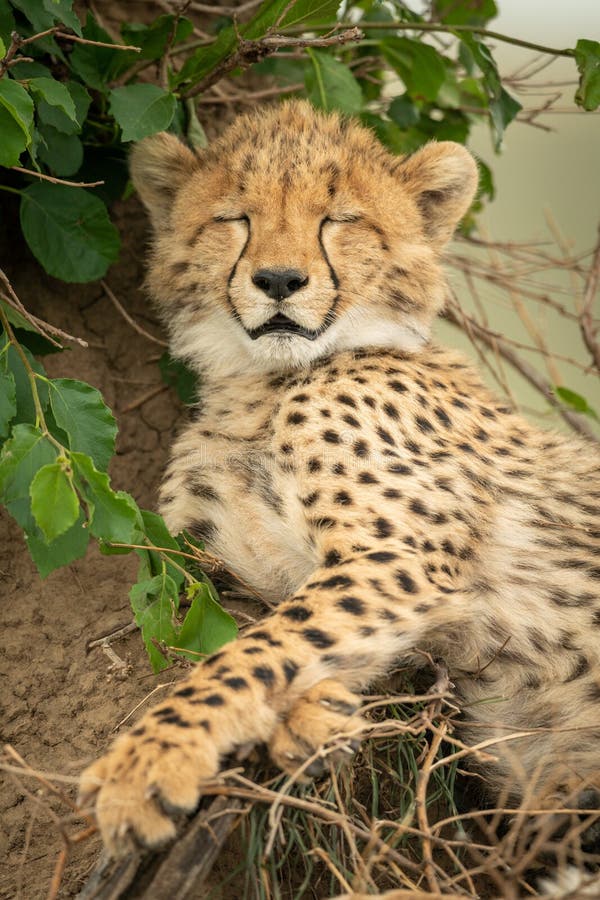 Cheetah Sleeping Under A Tree In Shadow Stock Photo - Image of feline ...