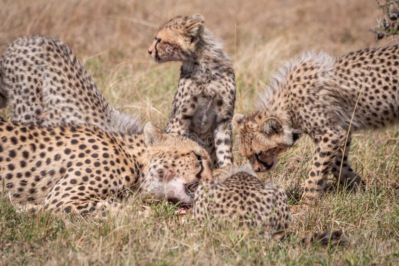 Close-up of Cheetah and Cubs Eating Carcase Stock Image - Image of ...