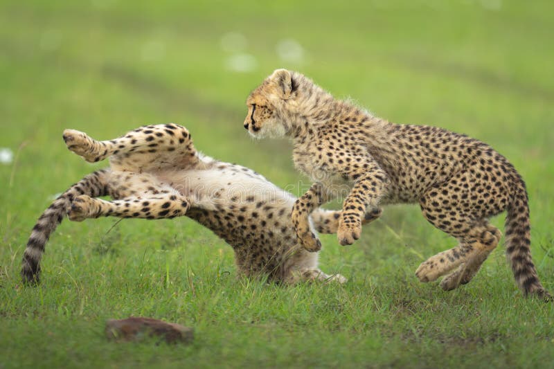 Close-up of Cheetah Cubs Playing on Grassland Stock Photo - Image of ...