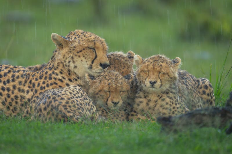 Close-up of Cheetah and Cubs in Rain Stock Image - Image of africa ...