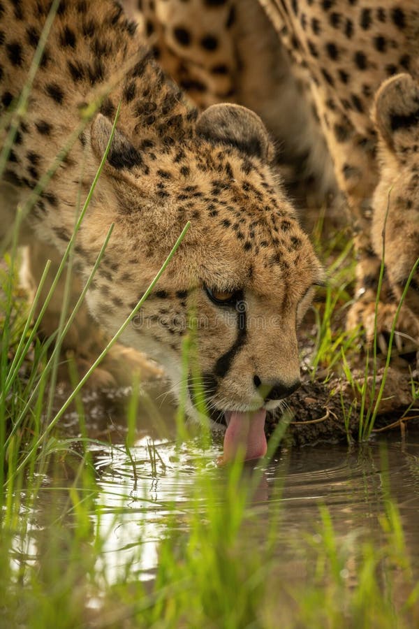 Cheetah Drinking Water Photos - Free & Royalty-Free Stock Photos from ...