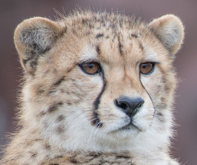 Close Up of a Cheetah Face, Brown Eyes Stock Image - Image of mammal ...