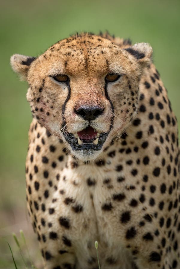 Cheetah Facing Forward Staring Stock Photo - Image of spots, close ...