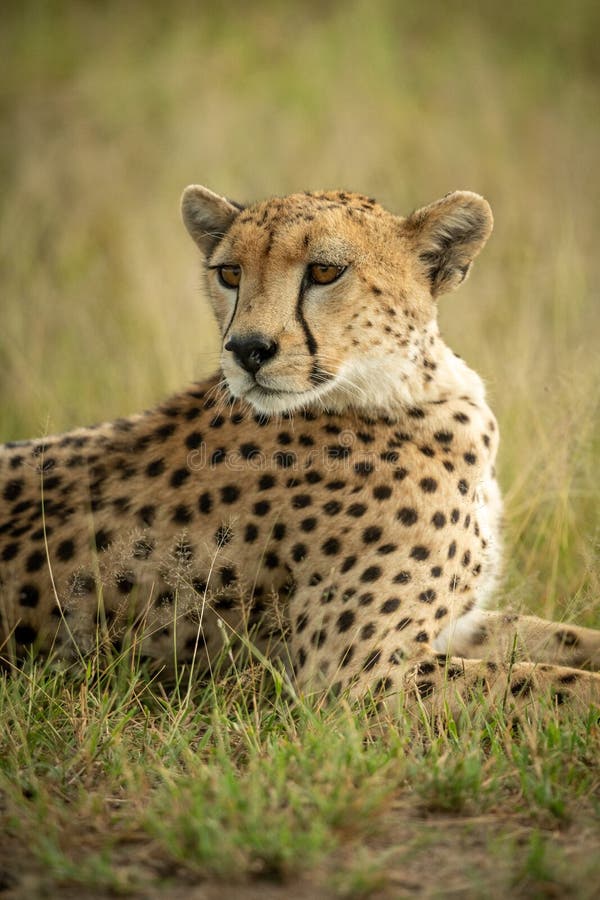 Close-up of Cheetah in Grass Looking Round Stock Image - Image of ...