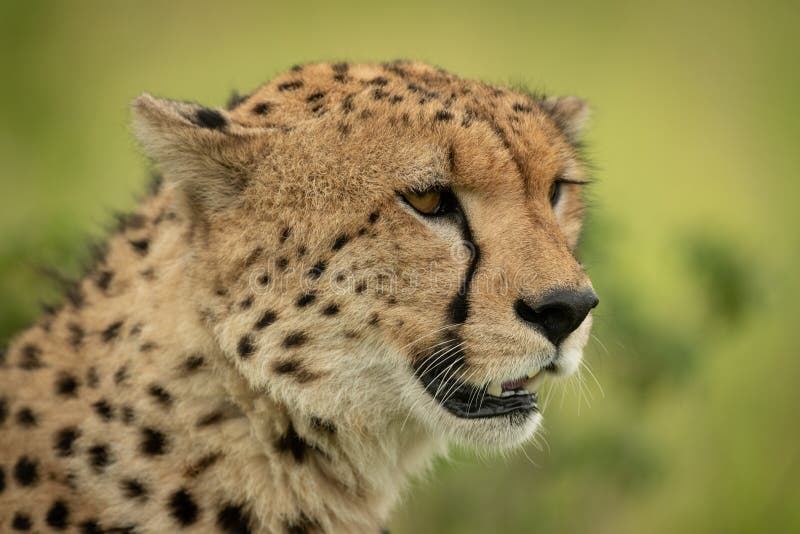 2,955 Cheetah Head Photos - Free & Royalty-Free Stock Photos from ...