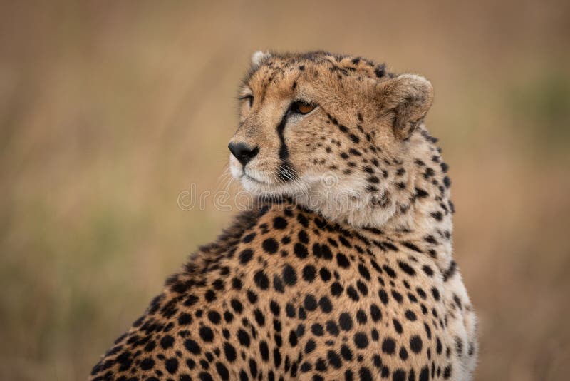 Close-up of Cheetah Looking Back Over Shoulder Stock Image - Image of ...