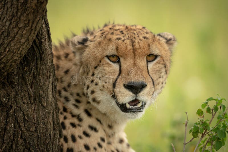 Close-up of Cheetah Looking Round Tree Trunk Stock Image - Image of ...