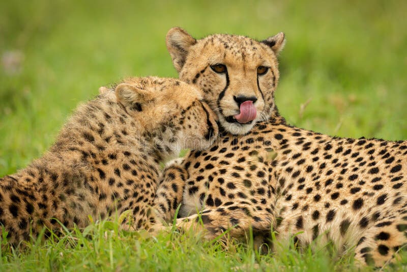 Close-up of Cheetah Lying Nuzzled by Cub Stock Photo - Image of ...