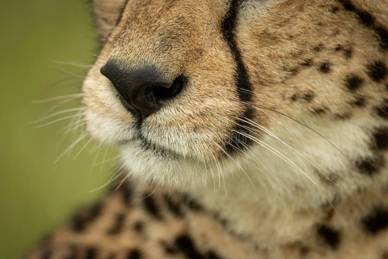Close-up of Cheetah Nose Mouth and Whiskers Stock Image - Image of ...