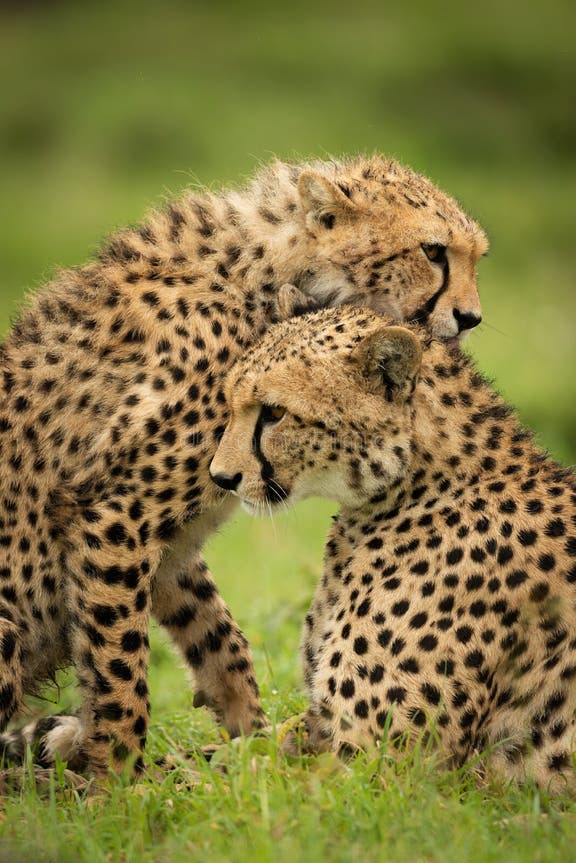 Close-up of Cheetah Nuzzling Cub in Grass Stock Image - Image of ...