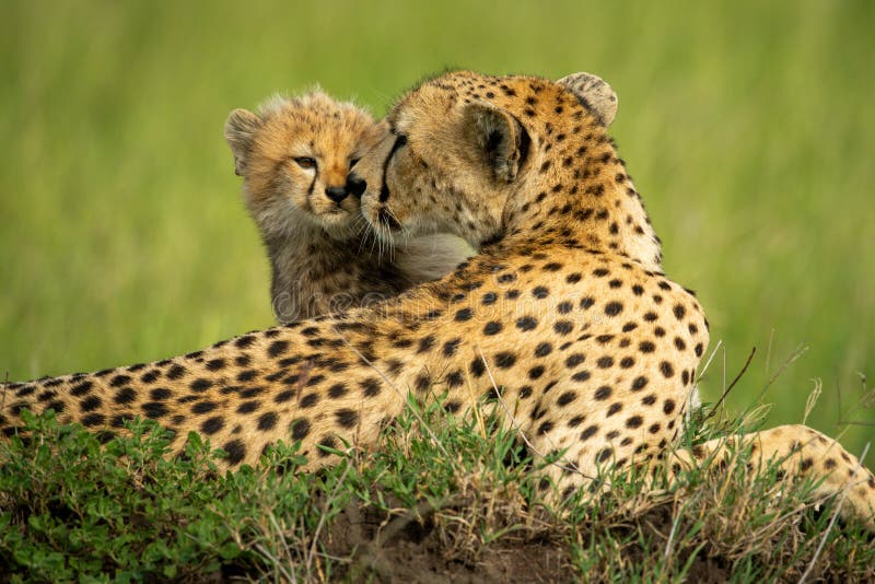 Nuzzling Cub Stock Photos - Free & Royalty-Free Stock Photos from ...