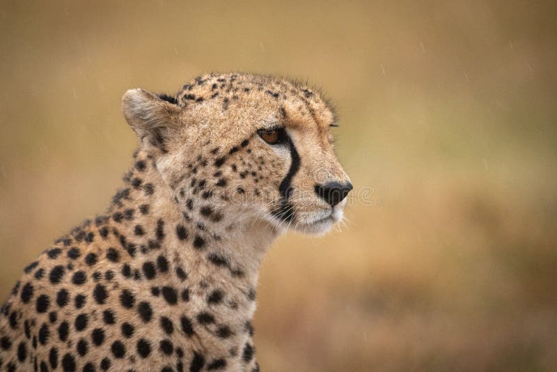 Close-up of Cheetah in Rain Facing Right Stock Photo - Image of cheetah ...