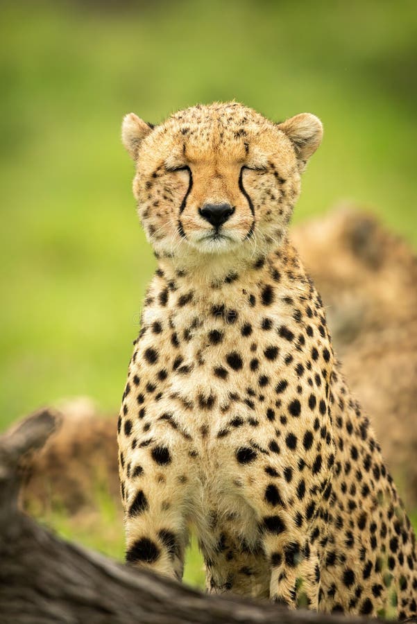 Sad Cheetah Closed Behind the Bars in a Cage. Stock Photo - Image of ...