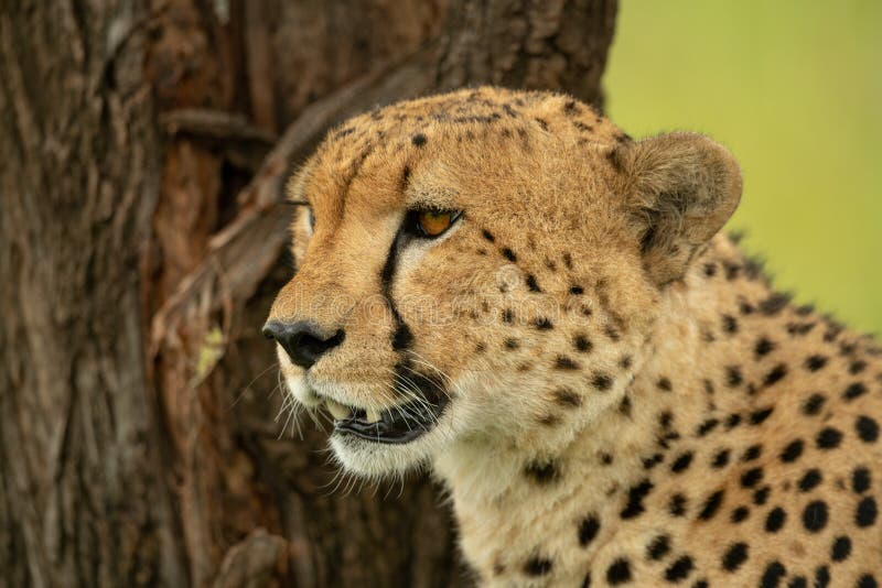 Close-up of Cheetah Sitting Next To Tree Stock Image - Image of camp ...