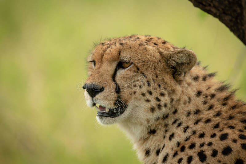 Close-up of Cheetah Sitting by Tree Trunk Stock Photo - Image of ...