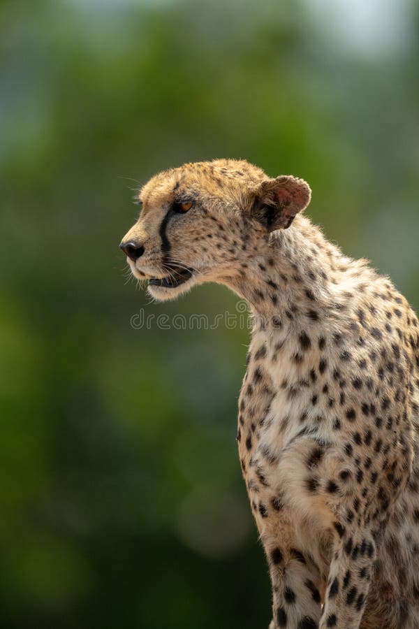 Close-up of Cheetah Sitting with Trees Behind Stock Image - Image of ...