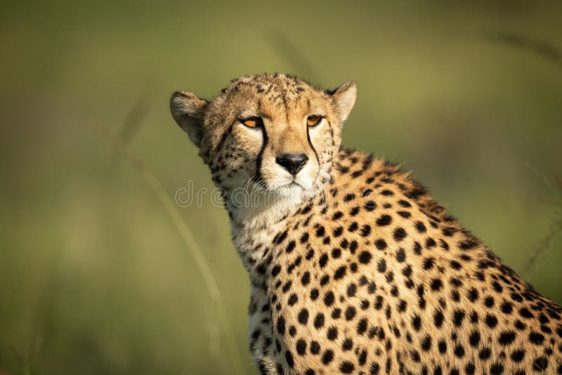 Close-up of Cheetah Sitting Turning Head Round Stock Image - Image of ...