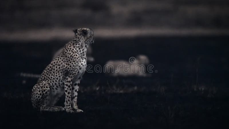 Close Up of Cheetahs Night Scene-006 Stock Video - Video of nature ...