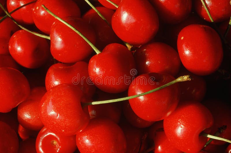 Close up of cherries stock photo. Image of cherries, white - 23150478