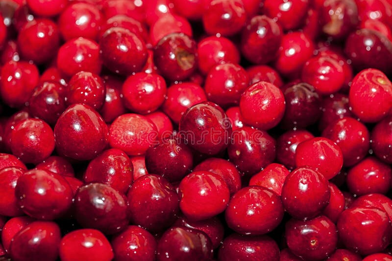 Close up of cherries stock photo. Image of nutrient - 152673028