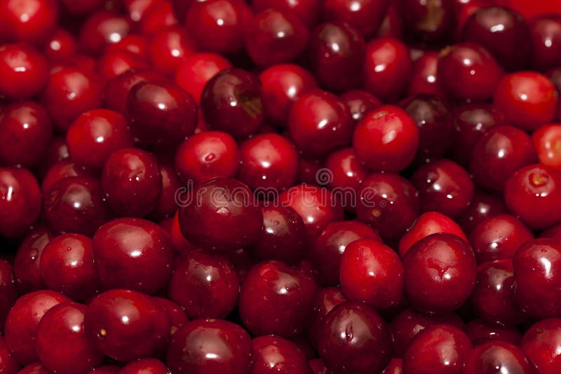 Close up of cherries stock photo. Image of organic, full - 152673456
