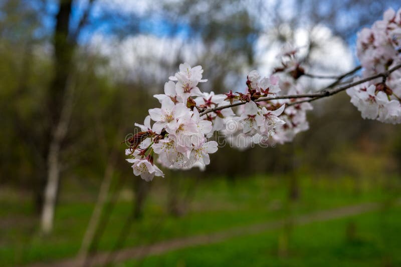 Close Up of Cherry Blossom Branch in Spring Time Stock Image - Image of ...