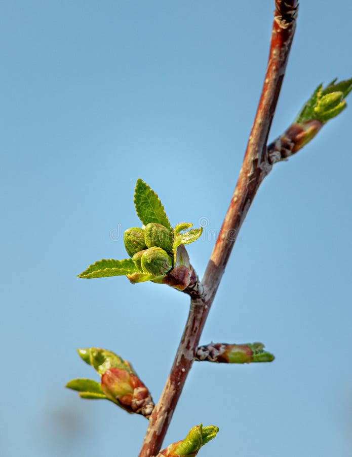 Cherry Bud on the Branch of a Tree on Background of the Blue Sky Stock ...