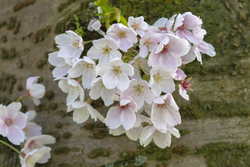 Close Up Cherry Blossom Growing Out a Tree at Amsterdam the Netherlands ...