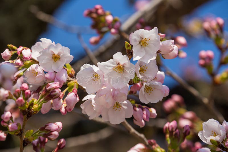 Close Up Cherry Blossom: Sakura in Kyoto, Japan Stock Image - Image of ...