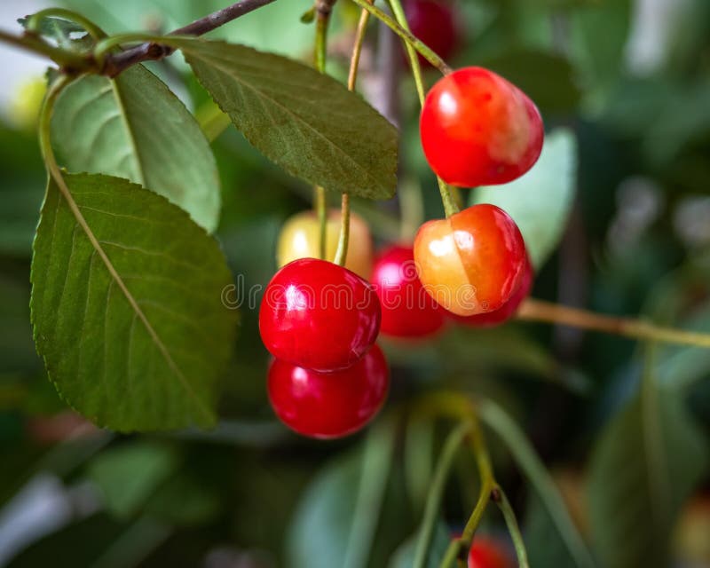 Close-up Cherry on a Branch of Different Maturity Stock Image - Image ...