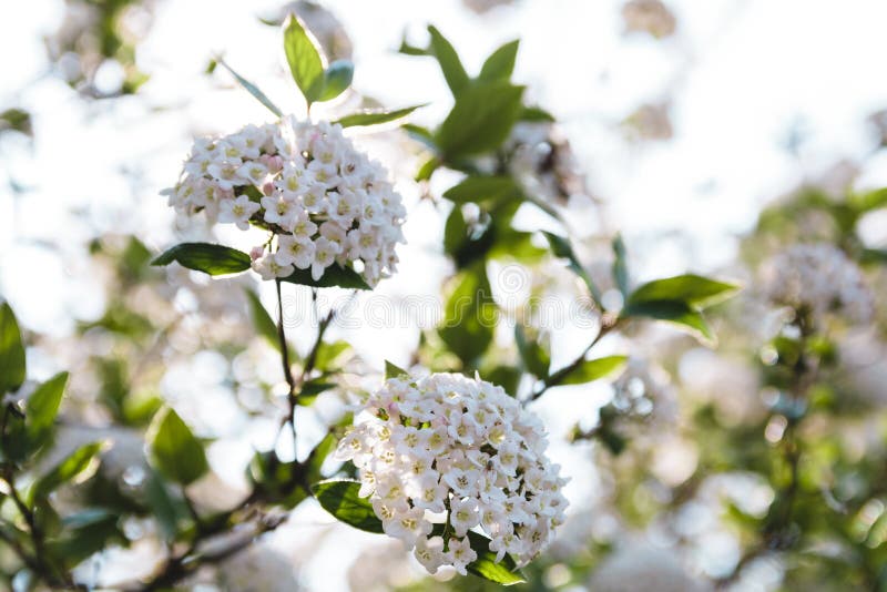 Close Up Cherry Flowers in the Middle of Spring Stock Photo - Image of ...