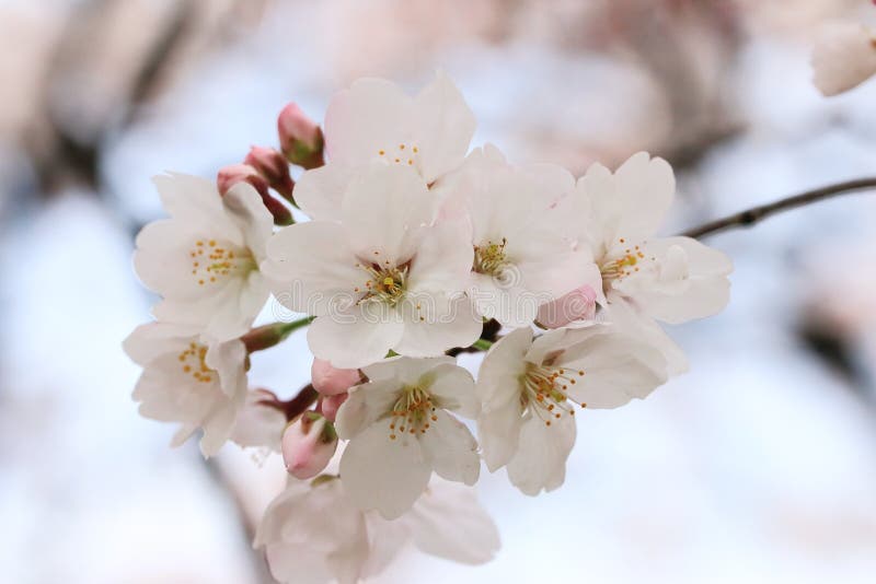 Gojo Looking Up Stock Photos - Free & Royalty-Free Stock Photos from ...