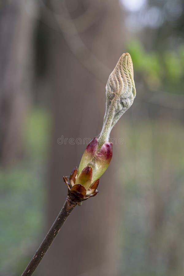 Tree bud in spring stock image. Image of flora, brown - 273765447