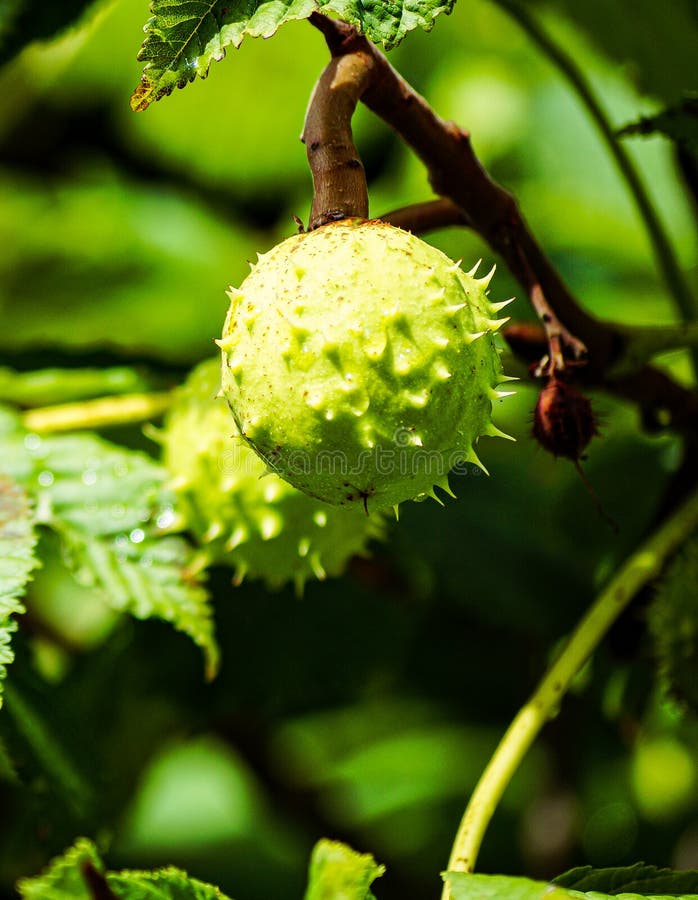 Close Up of Chestnut Growing on Tree Stock Image - Image of leaf ...