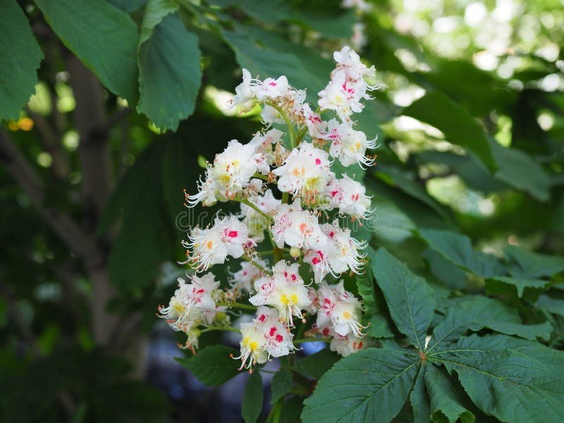 Close Up of a Chestnut Tree Blossom in the Spring Stock Image - Image ...
