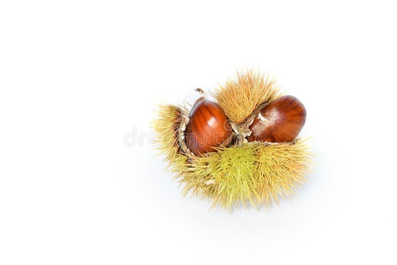 Close Up of Chestnuts Inside the Hedgehog on a White Background Stock ...