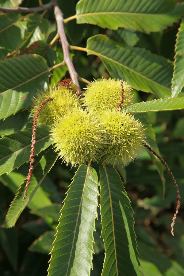 Close-up of Chestnuts on the Tree Stock Image - Image of sativa, leaf ...