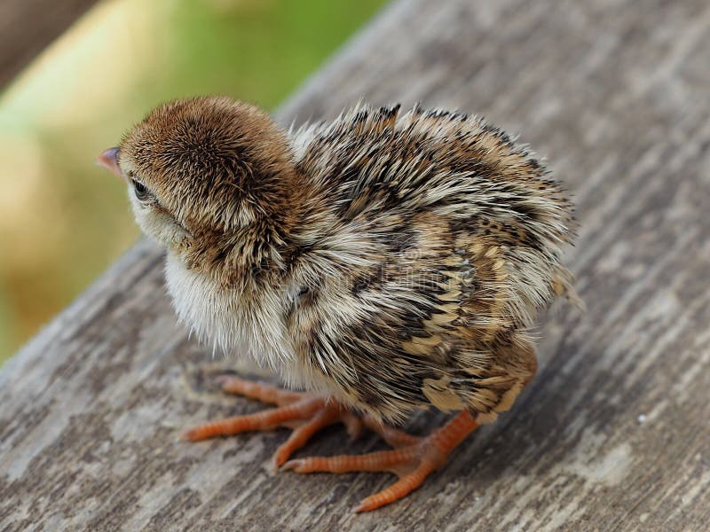 Close-up Chick Alectoris Chukar Stock Image - Image of small, chukar ...